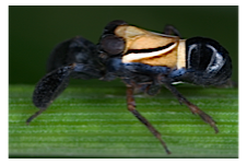 Planthoppers: Psylles Website