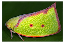 Planthoppers: Psylles Website