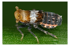 Planthoppers: Aleurodes Website