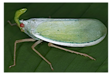 Hemiptera databases