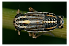Hemiptera databases