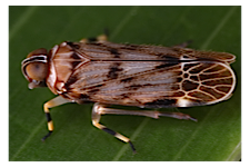 Hemiptera databases