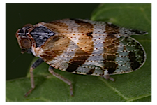 Hemiptera databases