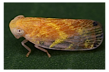 Planthoppers: Psylles Website